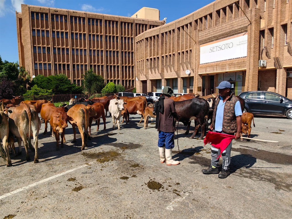 Farmer opens kraal at maspala's doorstep | Daily Sun