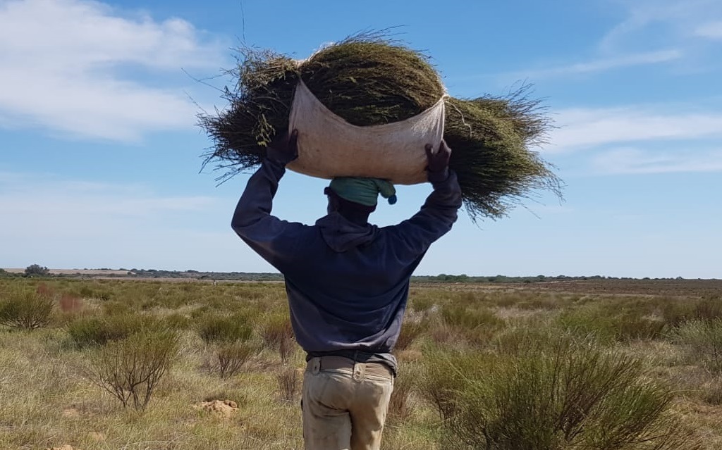 With almost full year's supply already stored, rooibos farming is a ...