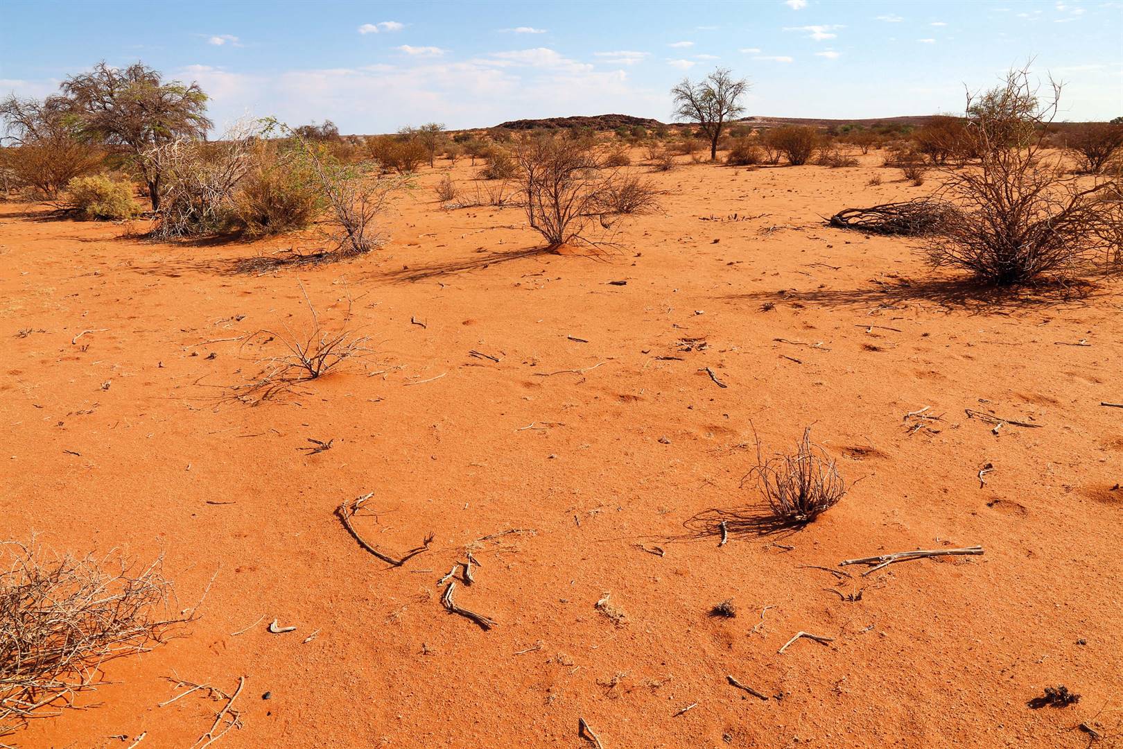 Só lyk veld ná die droogte in die Boesmanland | Landbou