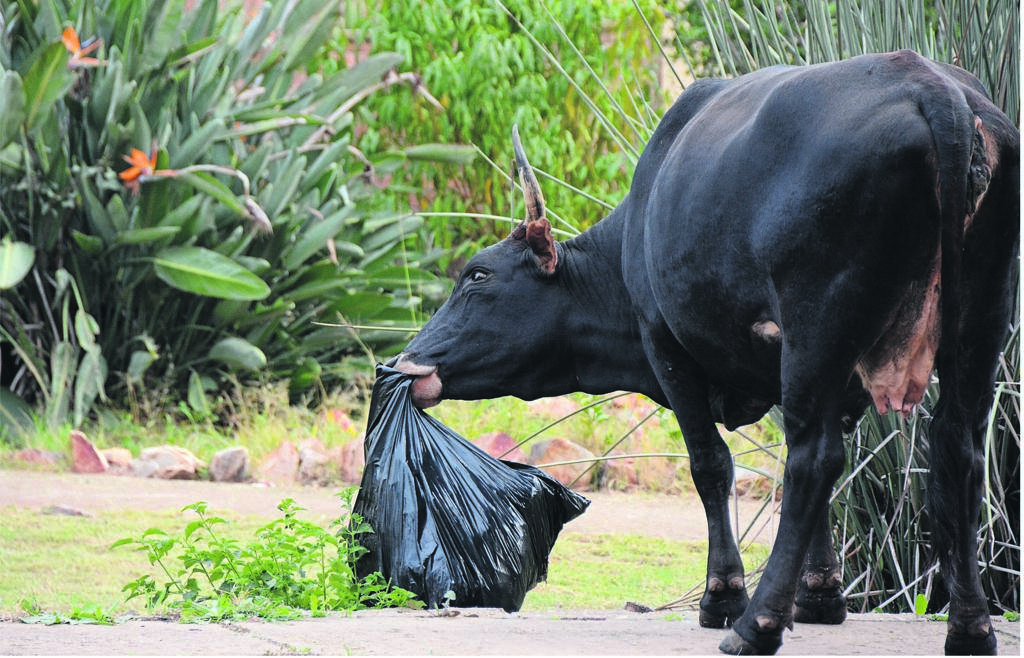 Cattle grazing all over town | News24