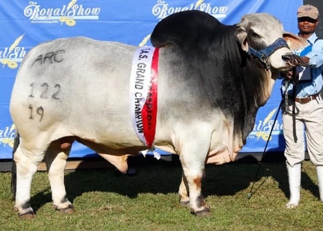 Suid-Afrika lewer verskeie beeskampioene op | Landbou