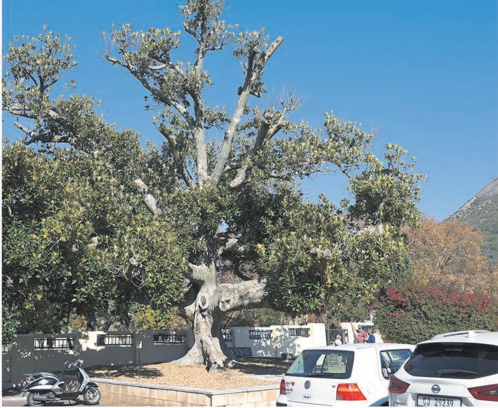 A fig is a flower | Netwerk24