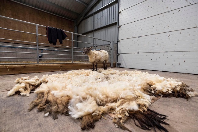 KYK | ‘Brittanje se eensaamste skaap’ uiteindelik gered | Landbou