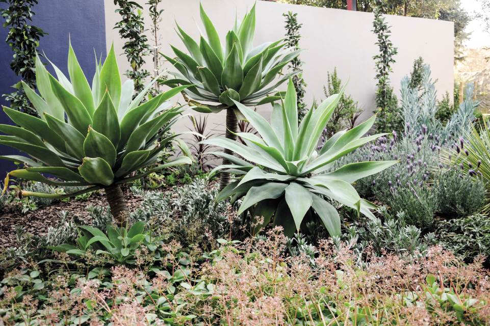 Vetplant: Agave attenuata | Netwerk24