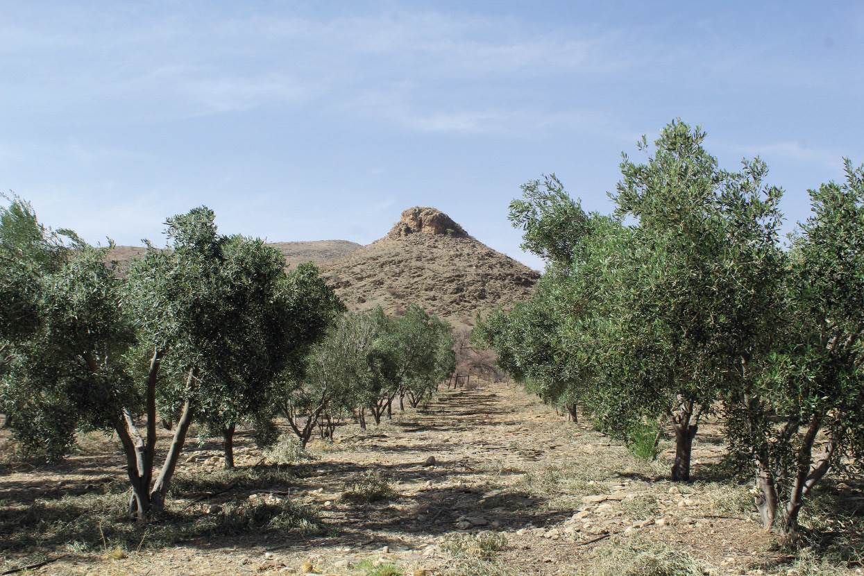 Olywe en sitrus dra beesboerdery in dorre Namibië | Landbou