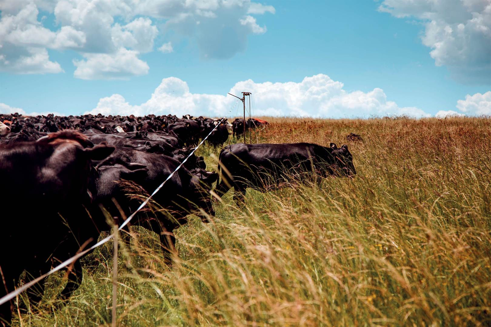 Die goeie ouens wen op dié Vrystaat-plaas | Landbou